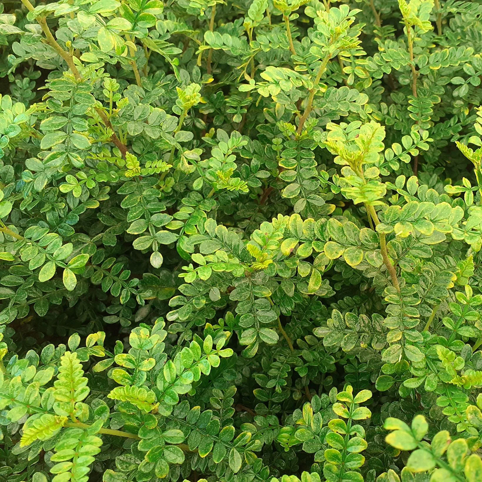 ZANTHOXYLUM beecheyanum • Faux poivrier du Sichuan, Poivrier nain ...
