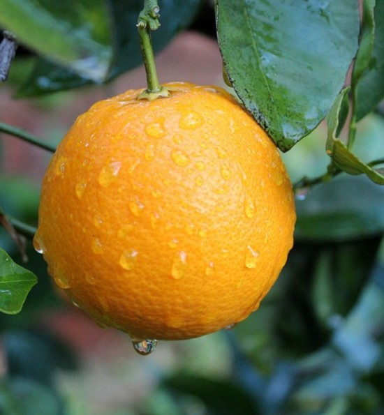 CITRUS sinensis Washington Navel • Oranger, Oranges • Les pépinières ...
